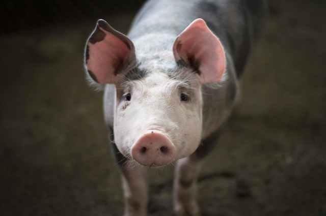 ANCMMR: Importăm circa 80% din carnea de porc. Suntem la mâna ...