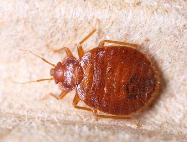 Verificările făcute de DSP Braşov în campusul Universităţii ...