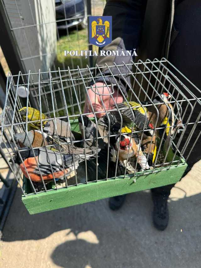 Ilfov 17 Păsări Din Specii Protejate Găsite La Un Bărbat şi Eliberate în Natură Newsro