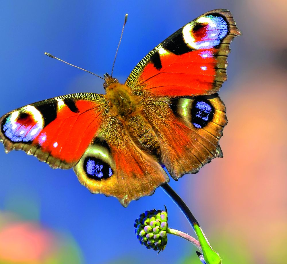 Cei mai frumoşi fluturi din lume. TOP 5 vieţuitoare încântătoare