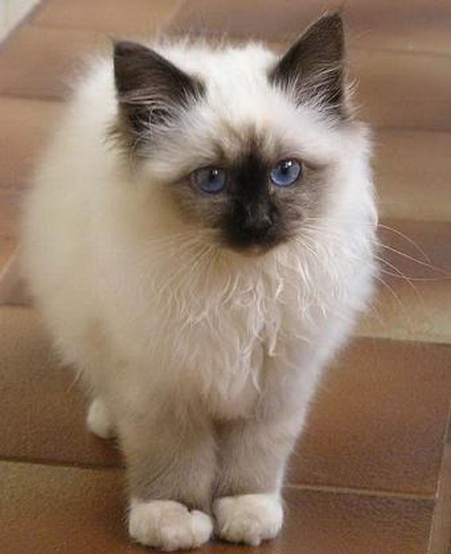 Birmaneza, pisica aristocrată